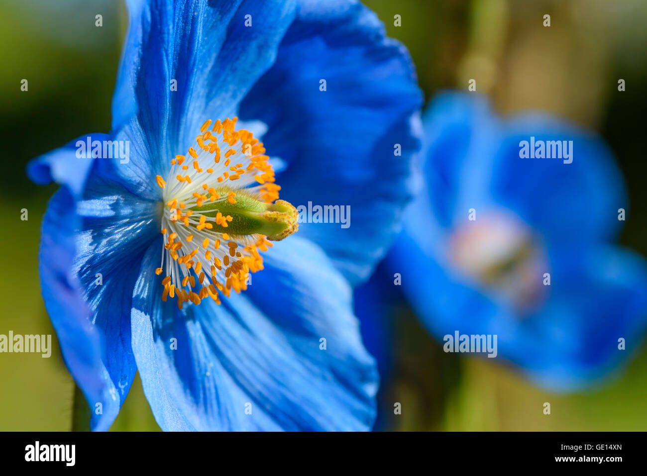 Blue Poppy, Meconopsis Crewdson Hybrid, cultivated garden flower Stock ...