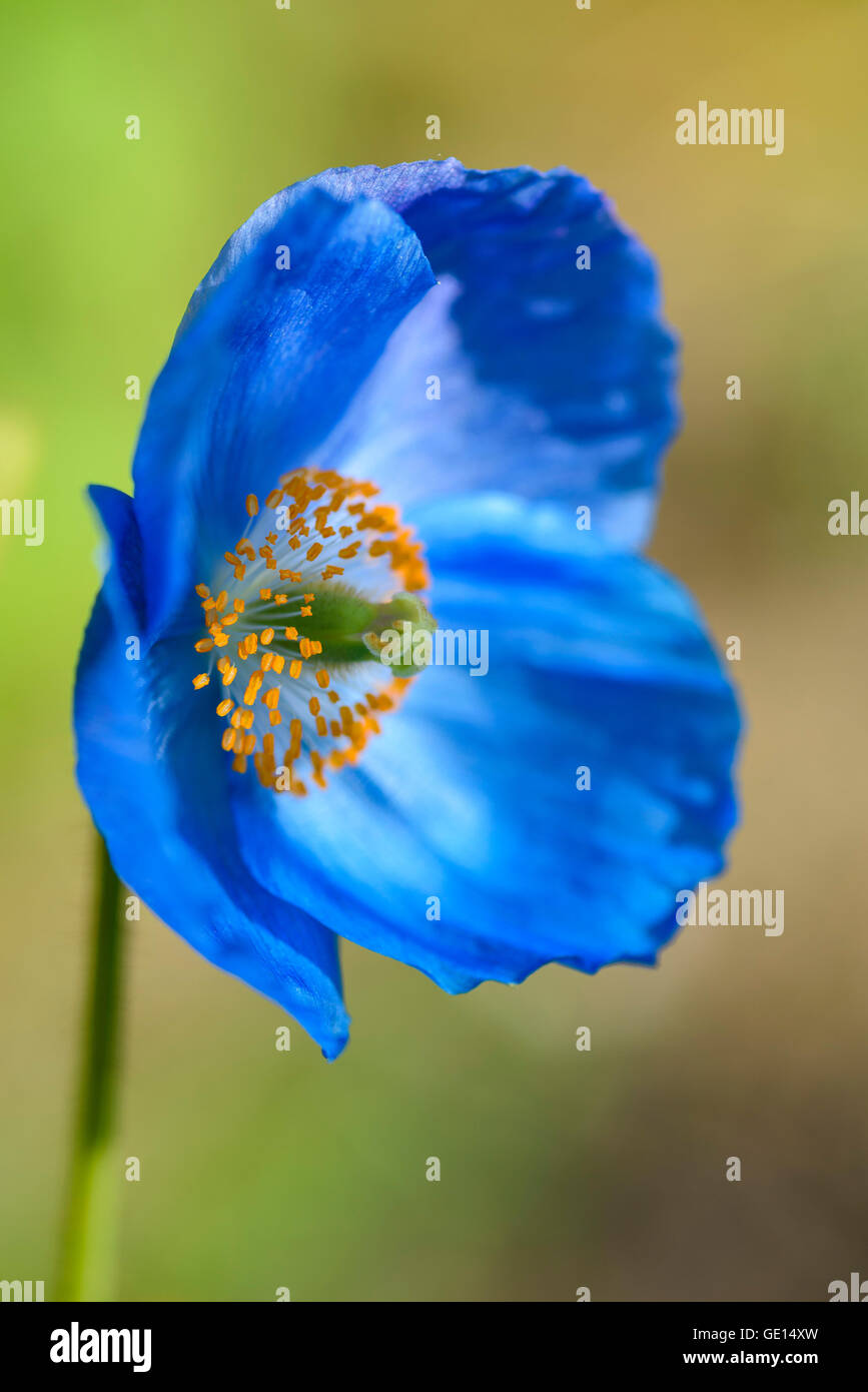 Blue Poppy, Meconopsis Crewdson Hybrid, cultivated garden flower Stock ...