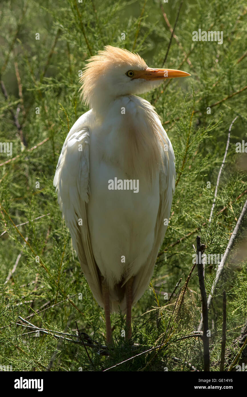 Cattle Egret in tree Stock Photo - Alamy