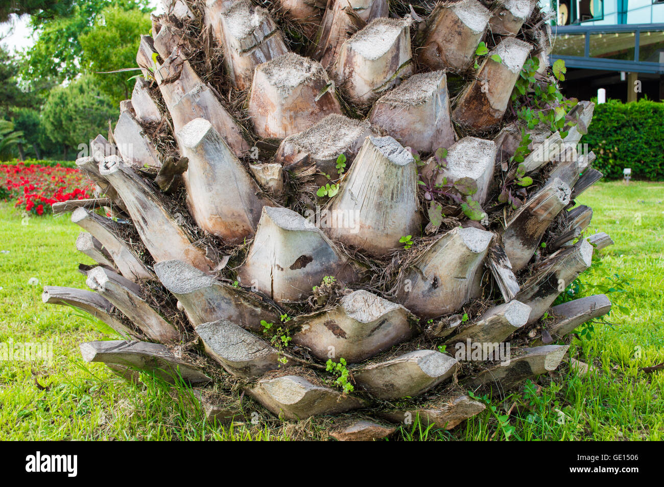 The Trunk of a Palm Tree Stock Photo - Alamy