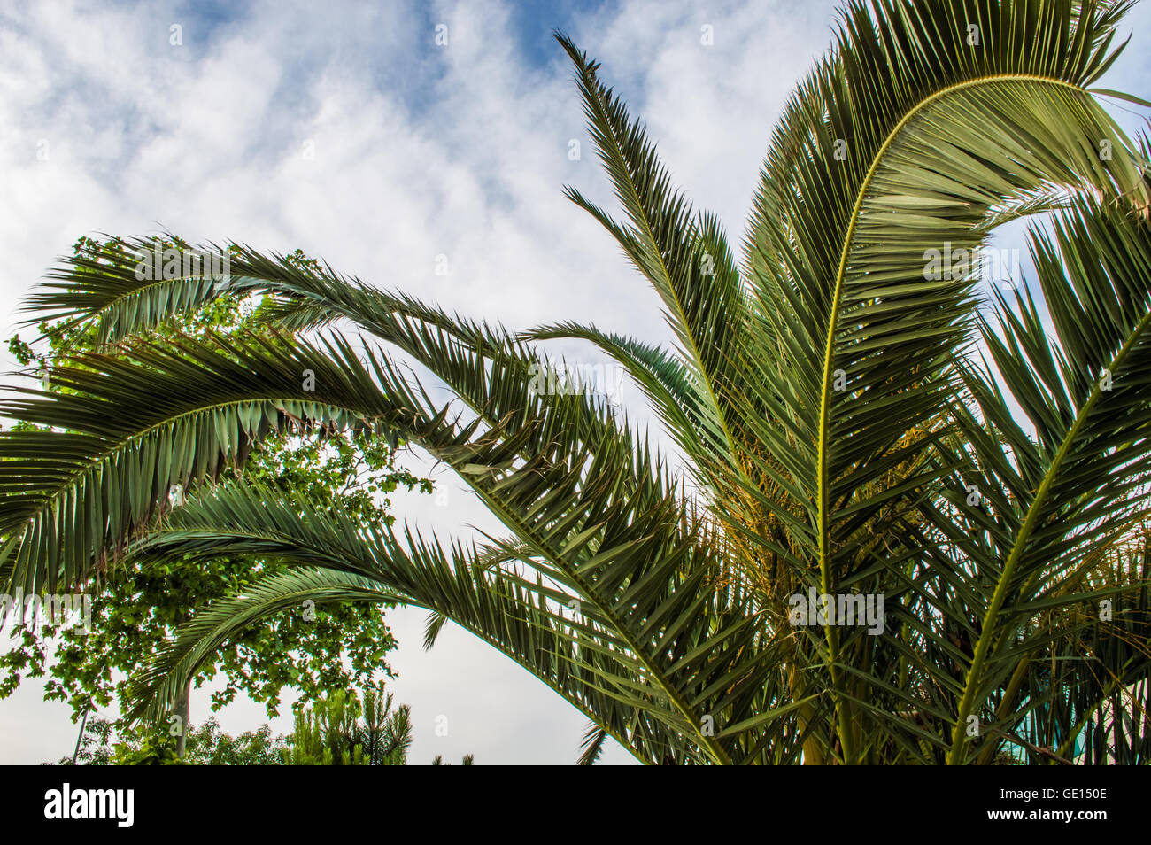 Palm Tree Leaves in Perspective View Stock Photo - Alamy