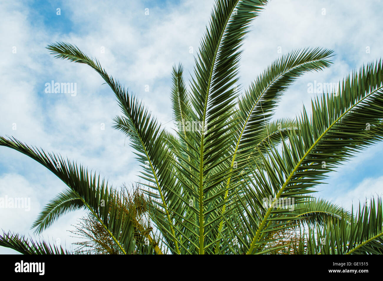 Palm Tree Leaves in Perspective View Stock Photo - Alamy
