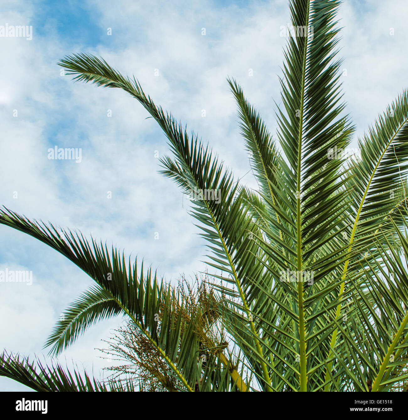 Palm Tree Leaves in Perspective View Stock Photo - Alamy