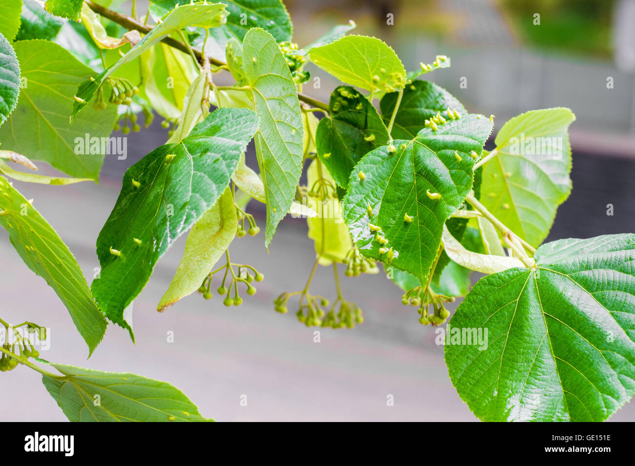 Fresh Blooming Linden Tree Stock Photo - Alamy