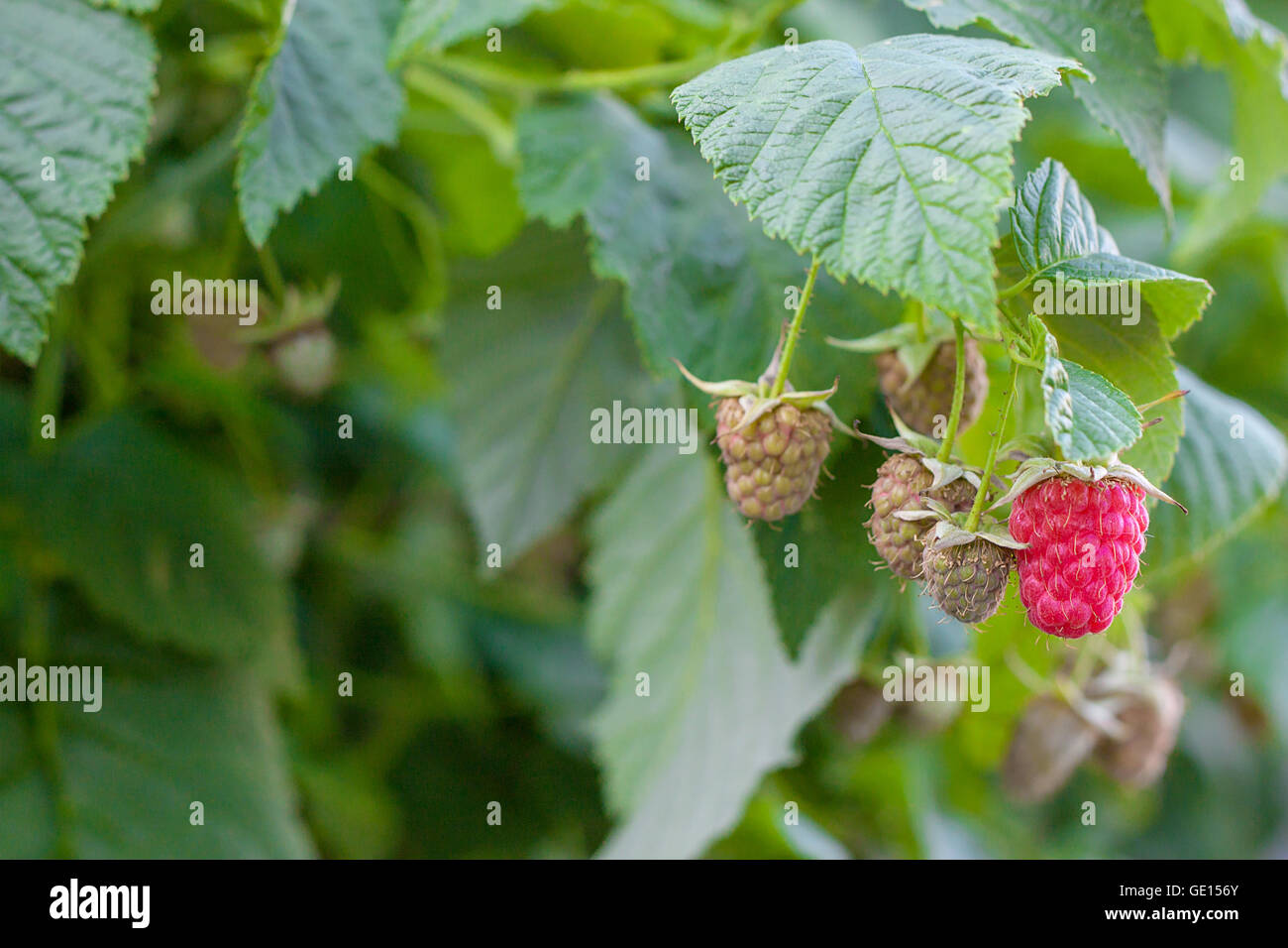 Green close up bush hi-res stock photography and images - Alamy