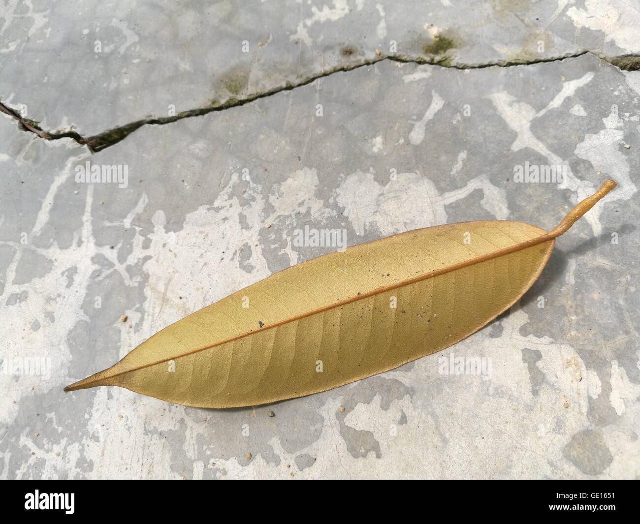 a light brown leaf on cracked cement ground Stock Photo - Alamy