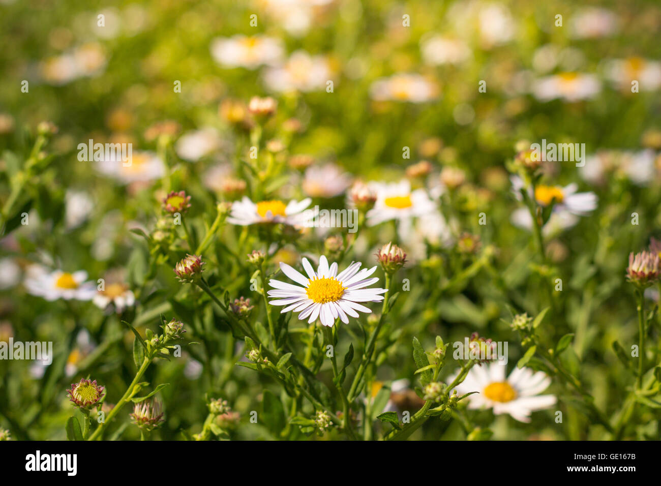daisy flowers meadow, field of daisies macro Stock Photo - Alamy