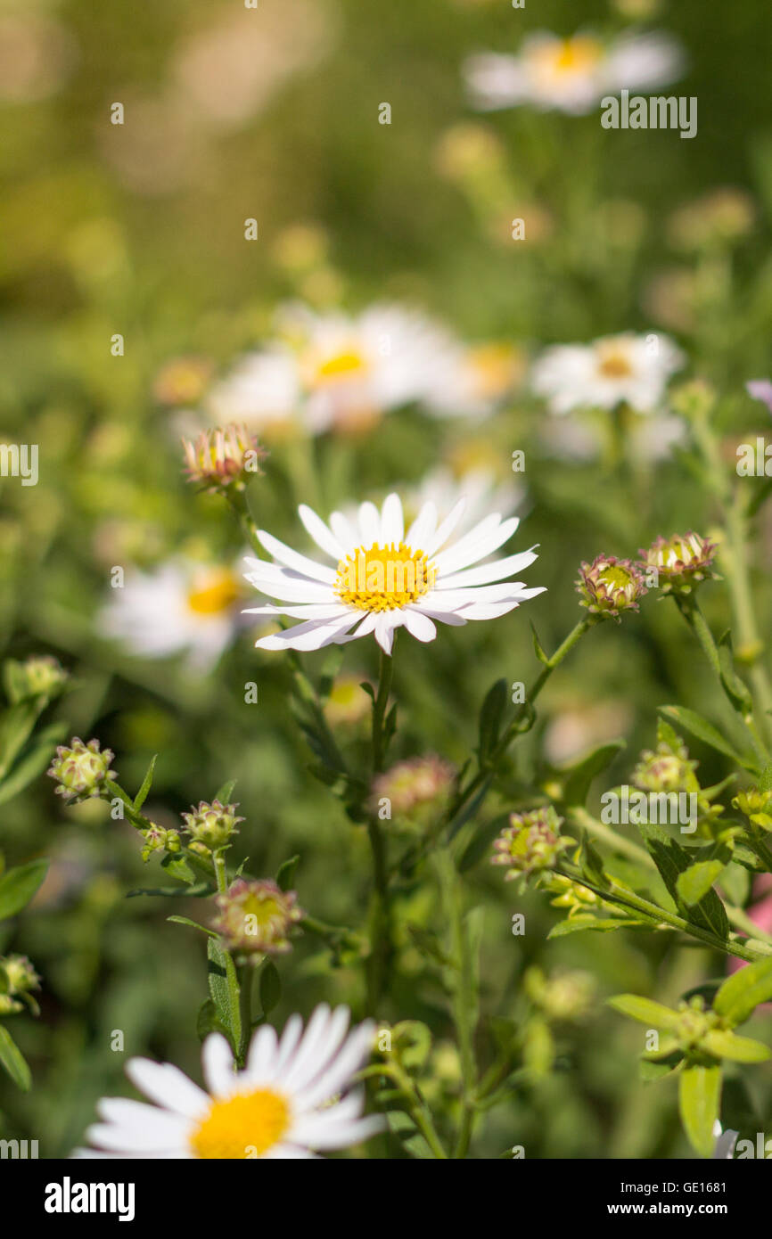 Field of daisies hi-res stock photography and images - Alamy
