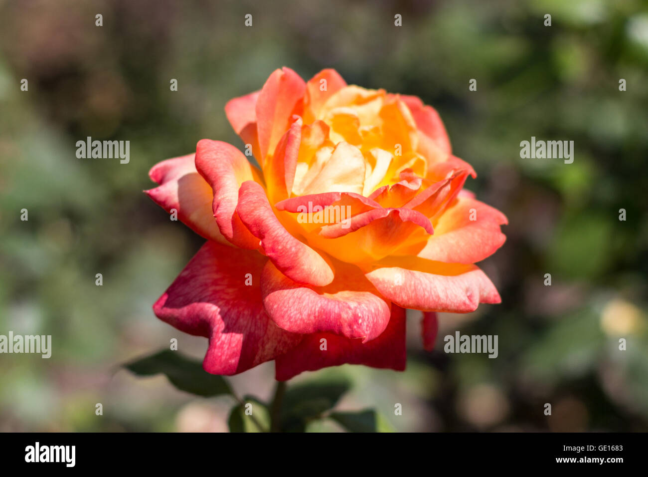 Red rose spring hi-res stock photography and images - Alamy