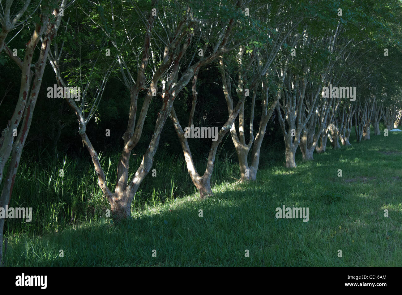 Myrtle grass hi-res stock photography and images - Alamy