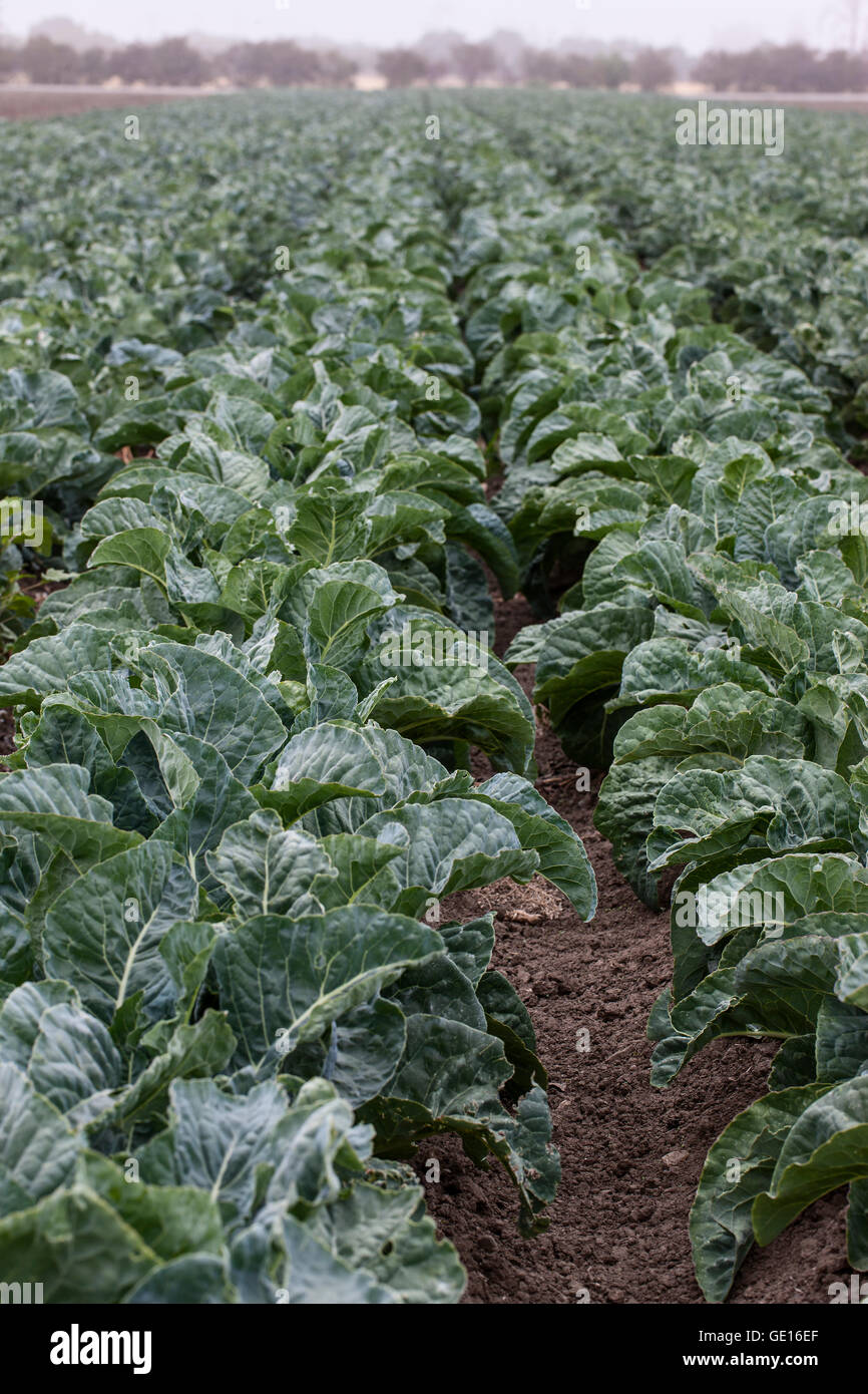 Cauliflower field, San Benito County, California Stock Photo - Alamy