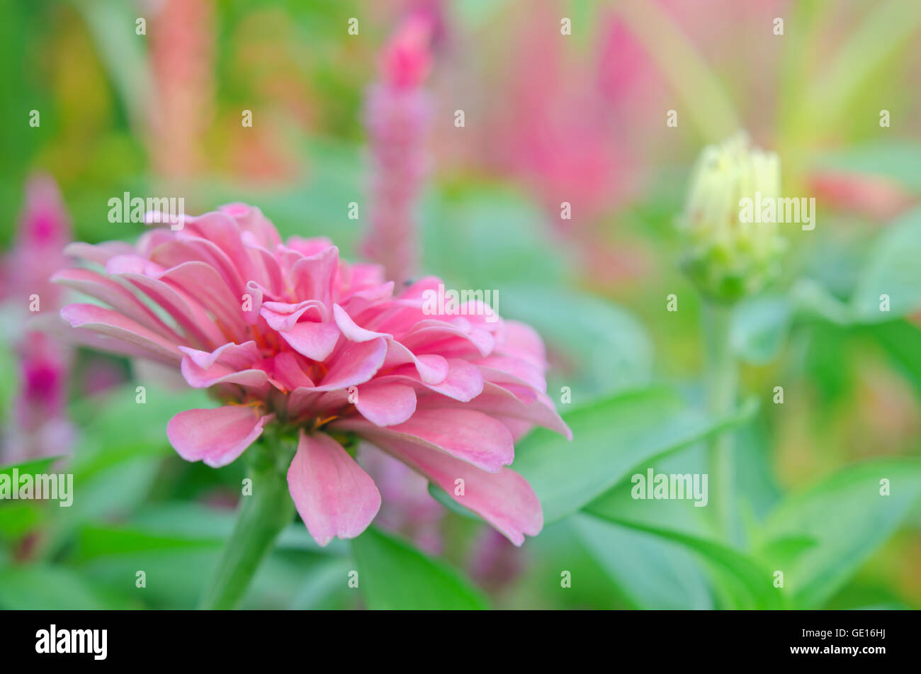 Pink cosmos flower (Science name C. Sulphureus) in Rama 9 garden ...