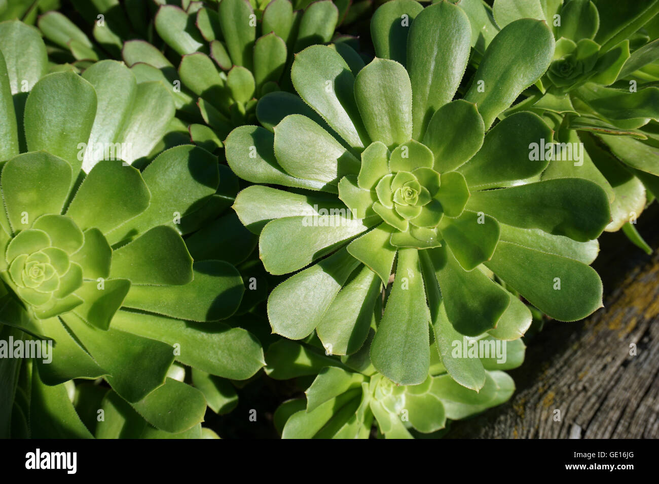 A group of Green Succulent Plants Stock Photo - Alamy