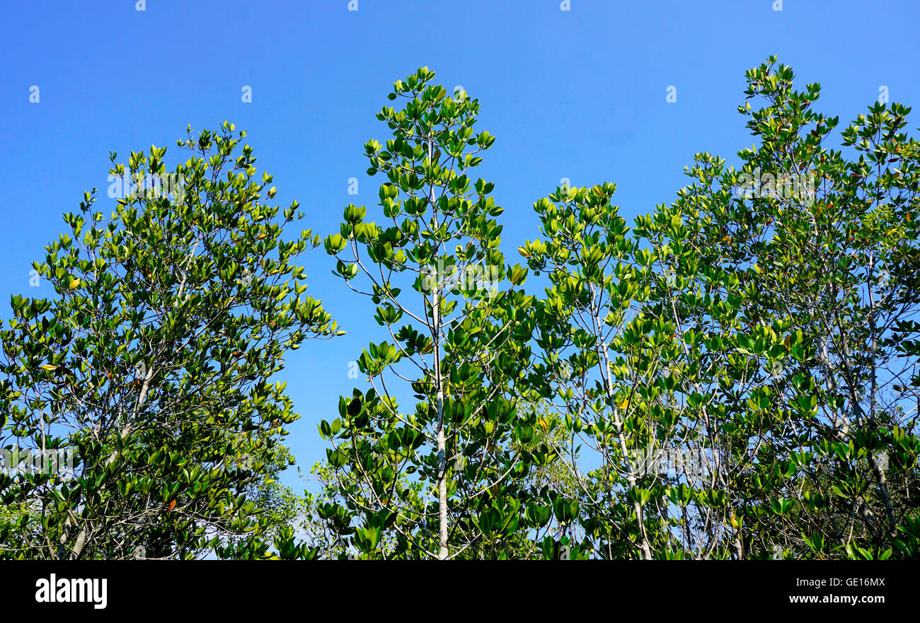 forest mangrove horizontal in chantaburi, Thailand Stock Photo - Alamy