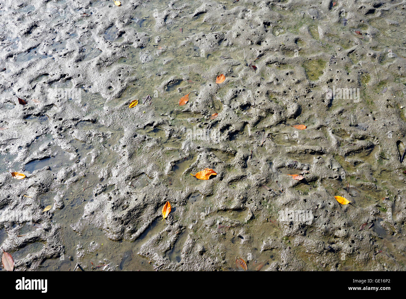 Wet mud texture hi-res stock photography and images - Alamy