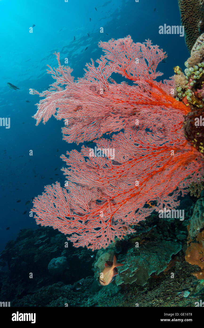 coral reef PADI scuba diver underwater colors ocean aquatic animal ...