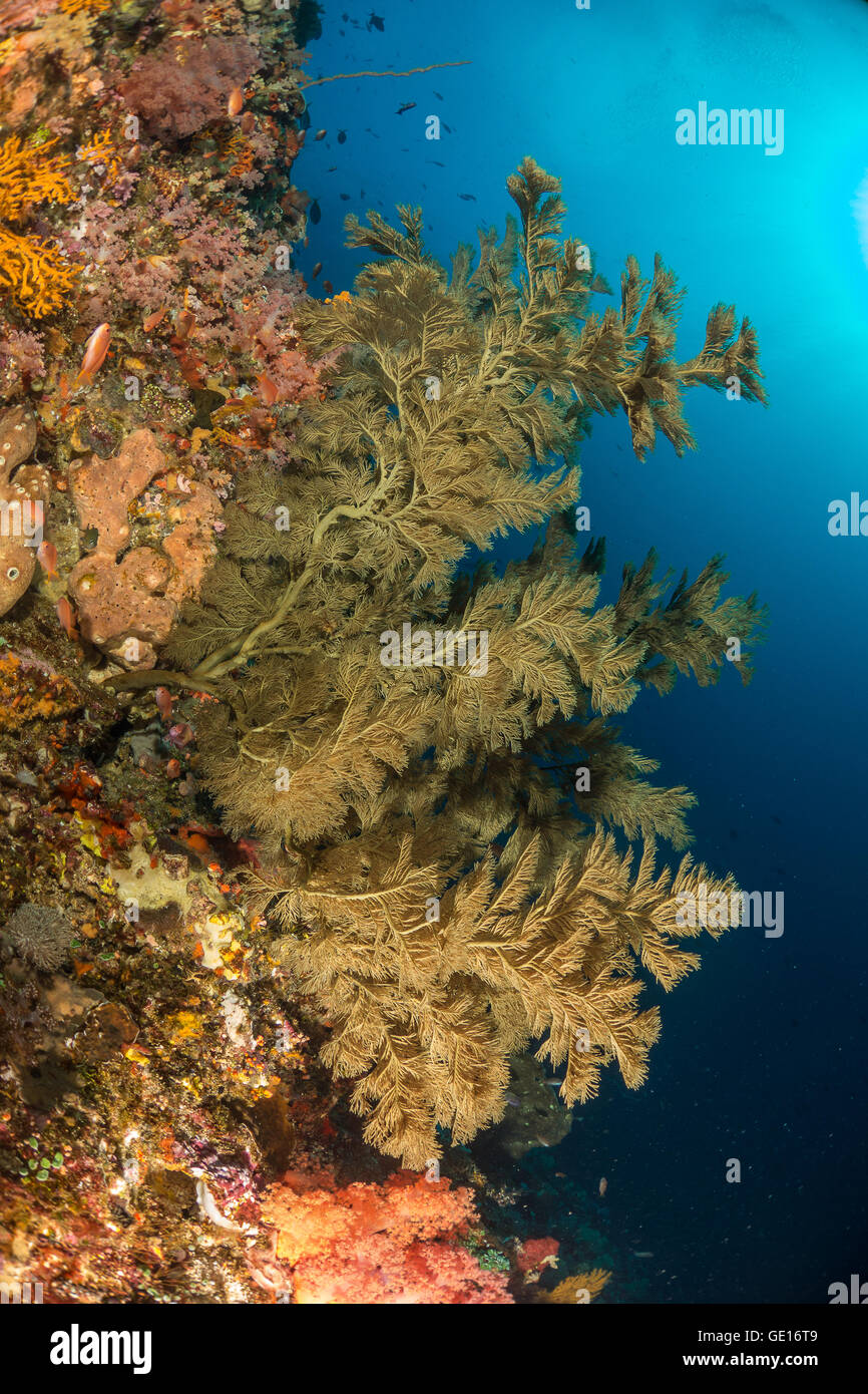 Diver down colors hi-res stock photography and images - Alamy