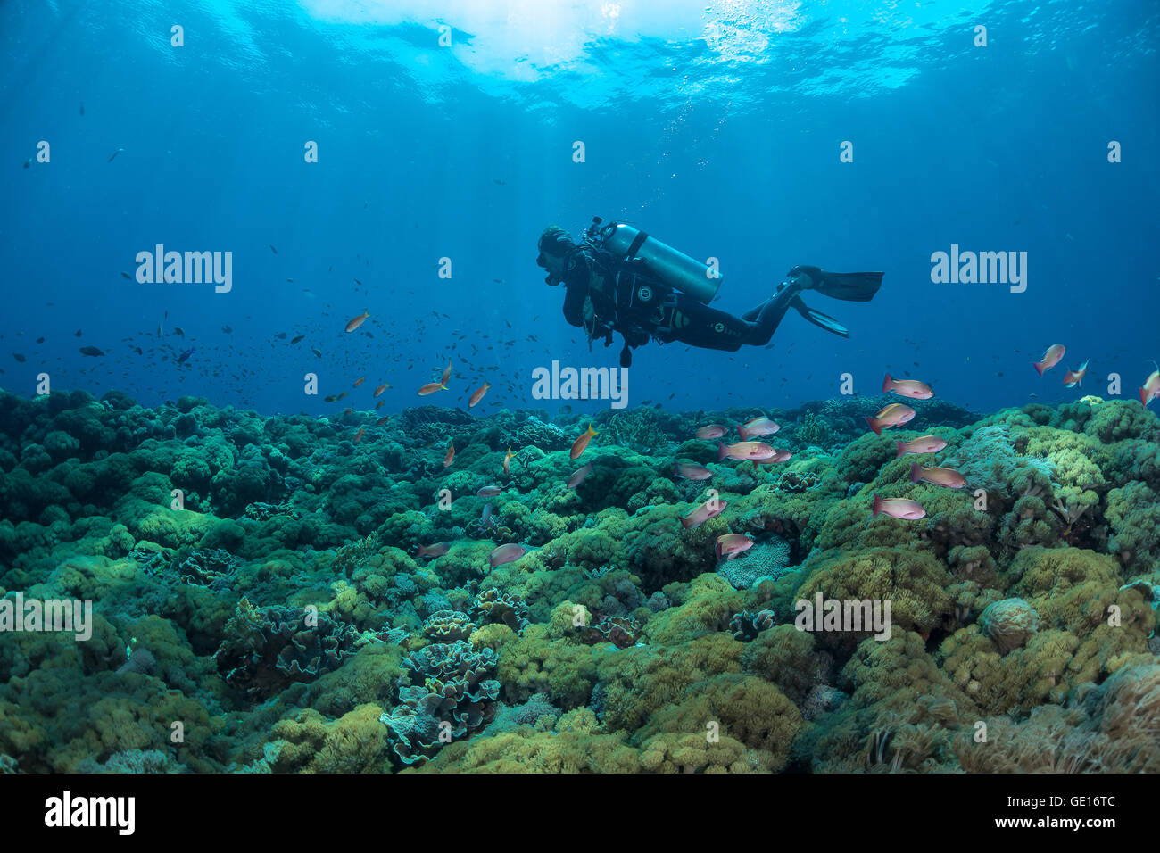 coral reef PADI scuba diver underwater colors ocean aquatic animal ...