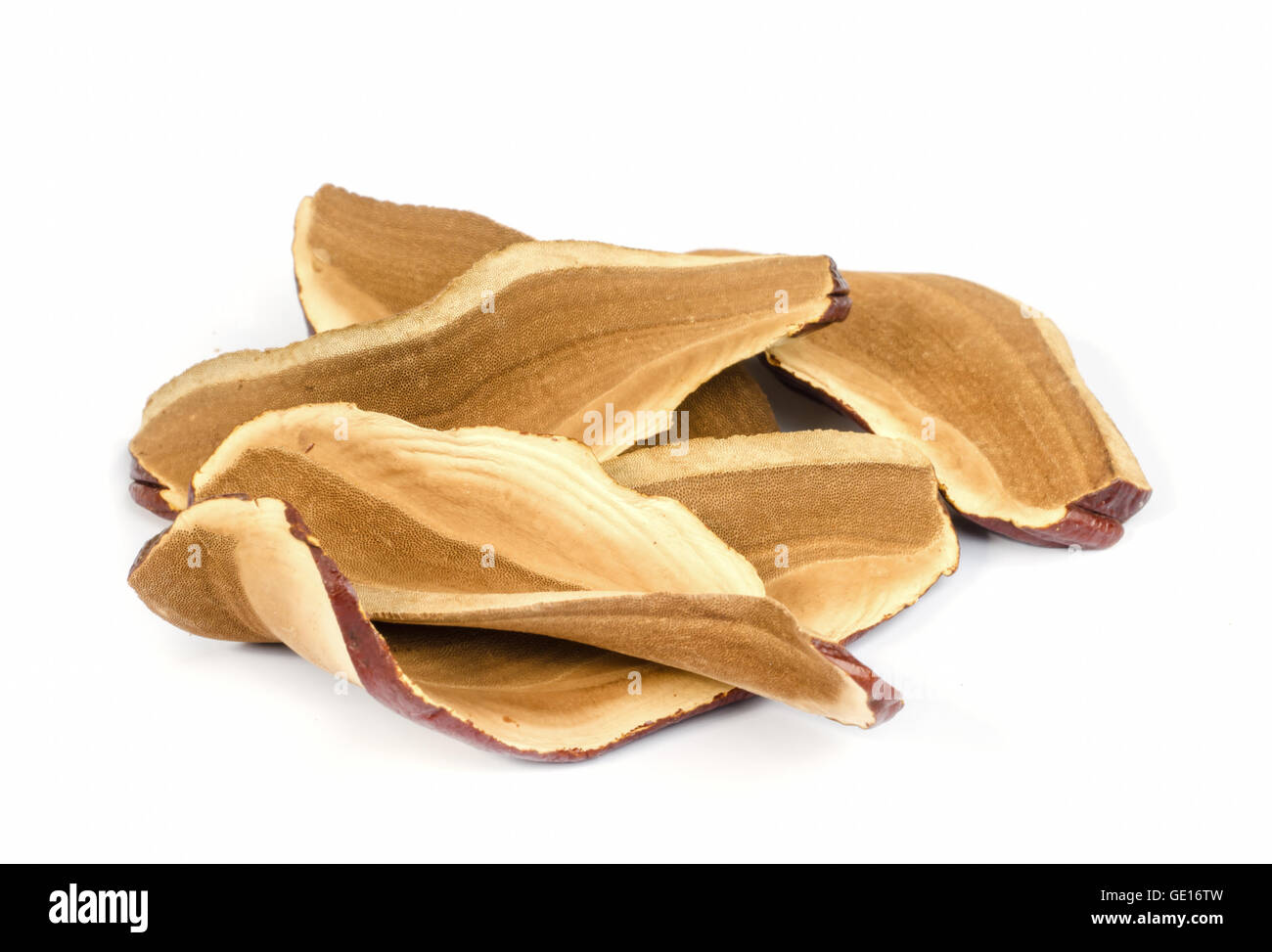 Lingzhi fungus Cut Out Stock Images & Pictures - Alamy