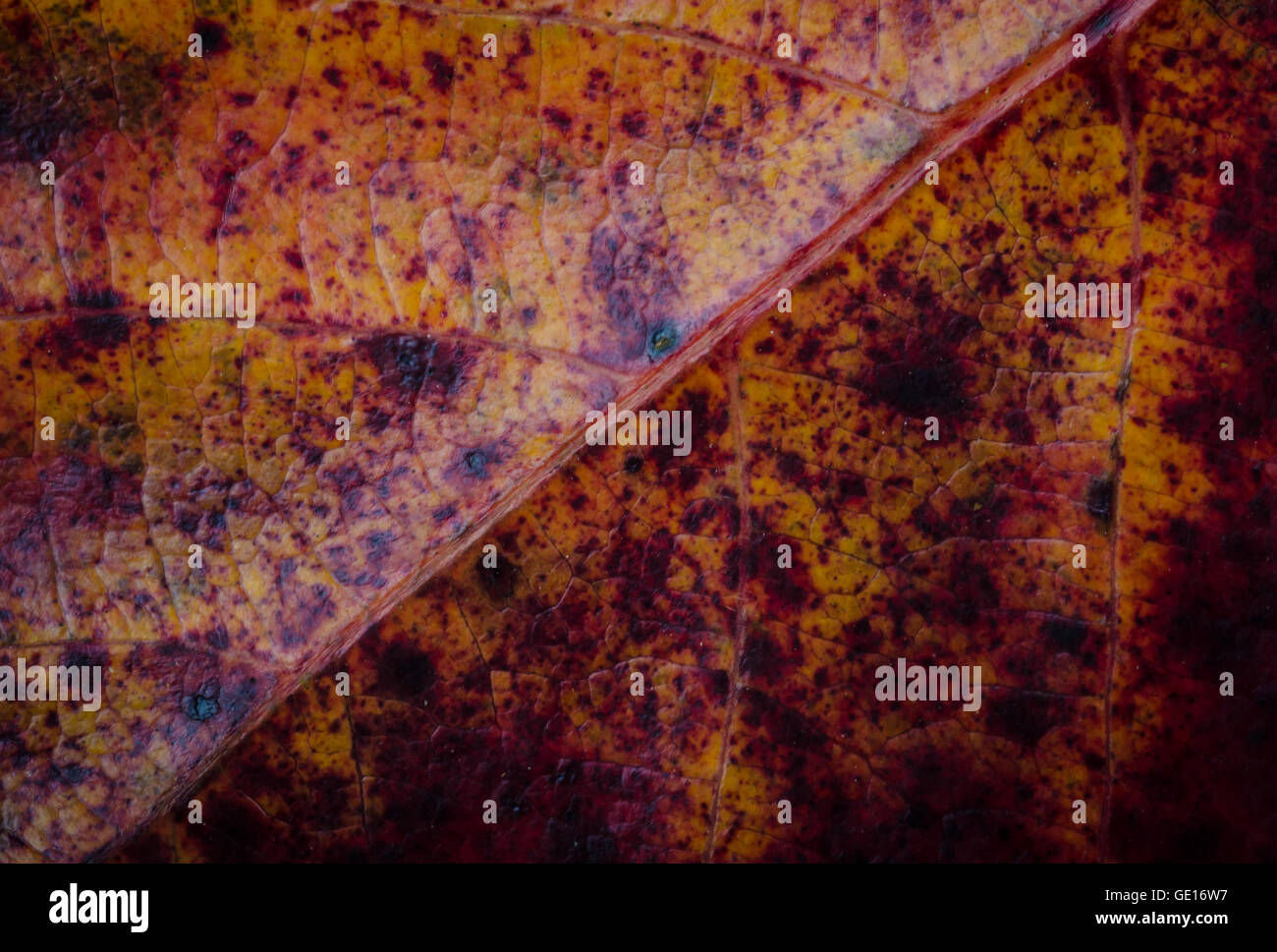 close up of red Leaf texture background Stock Photo - Alamy