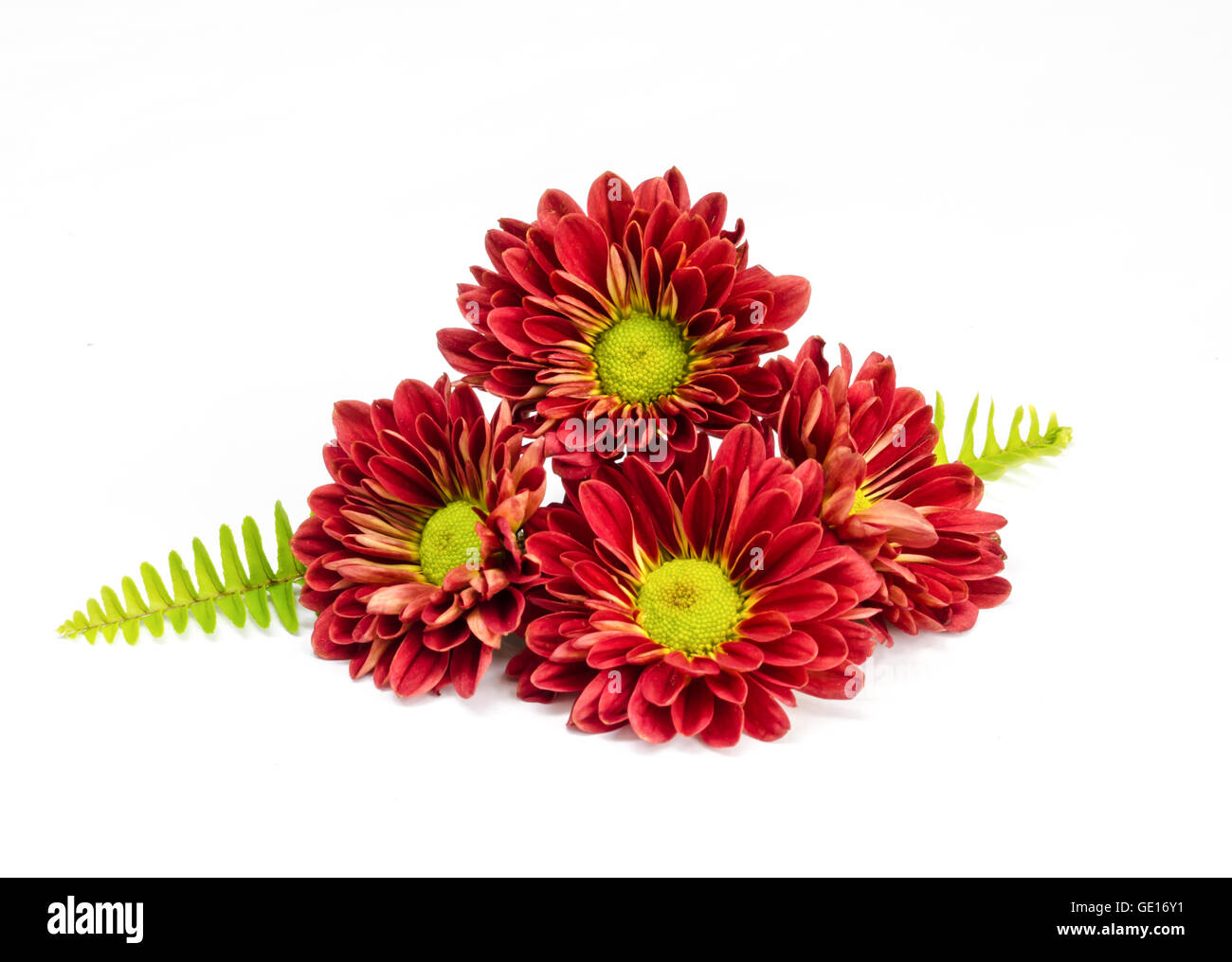beautiful red flower on a white background Stock Photo - Alamy