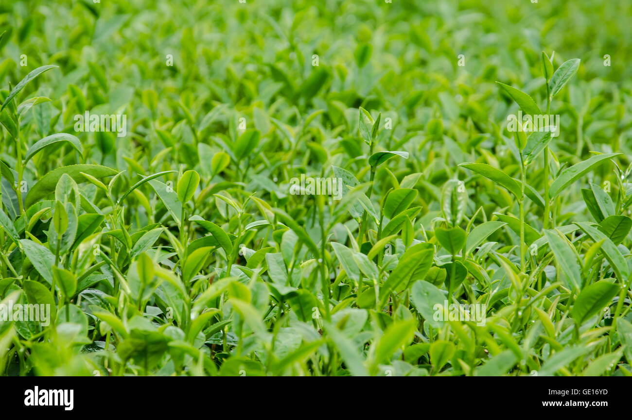 Green tea sprout with dew in the morning Stock Photo - Alamy