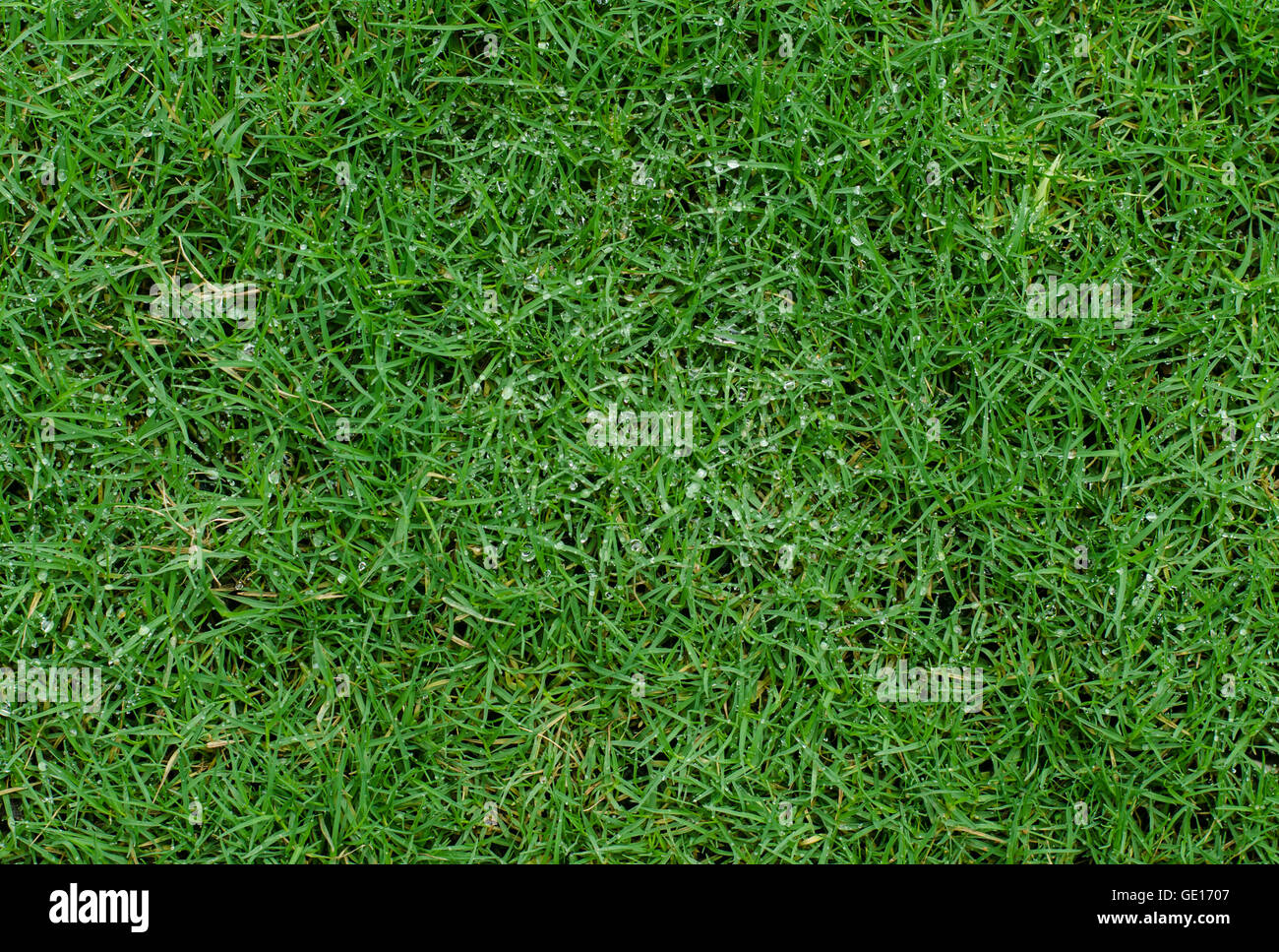 close up of green grass background texture Stock Photo - Alamy