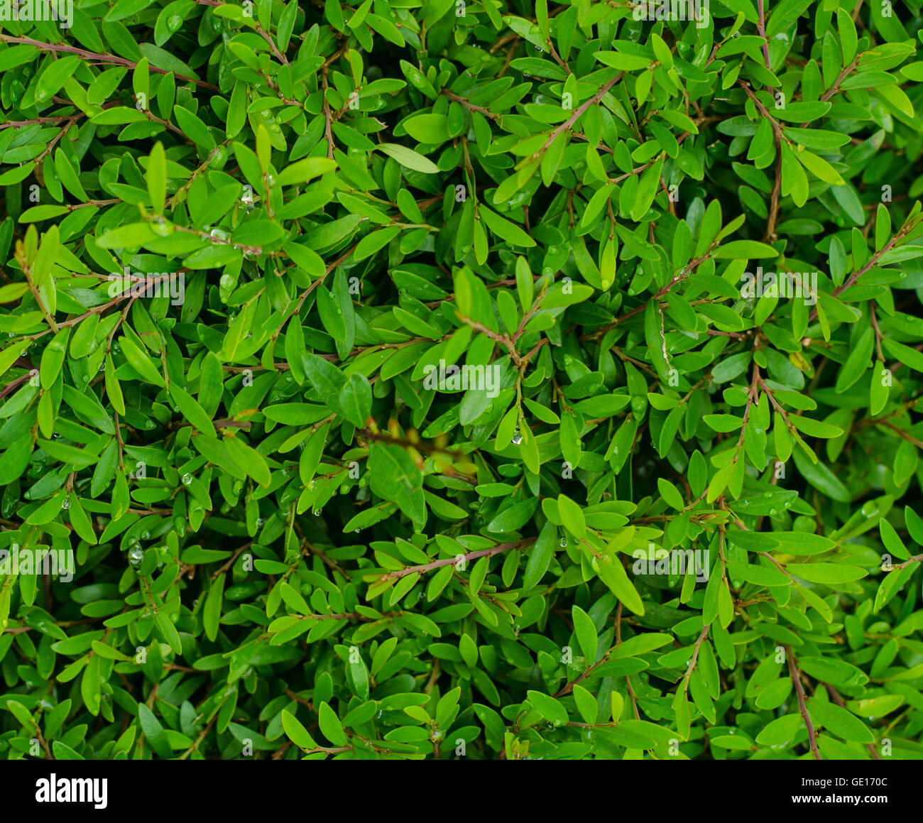 close up of green grass background texture Stock Photo - Alamy