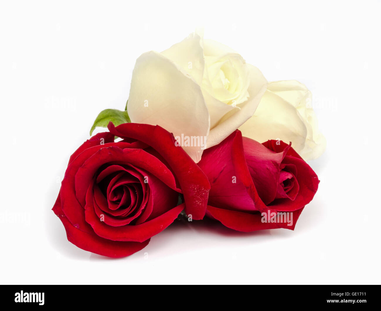 beautiful red and white rose isolated on white background Stock Photo ...