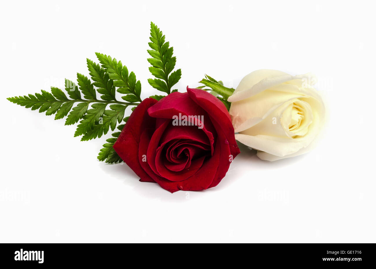 beautiful red and white rose isolated on white background Stock Photo ...
