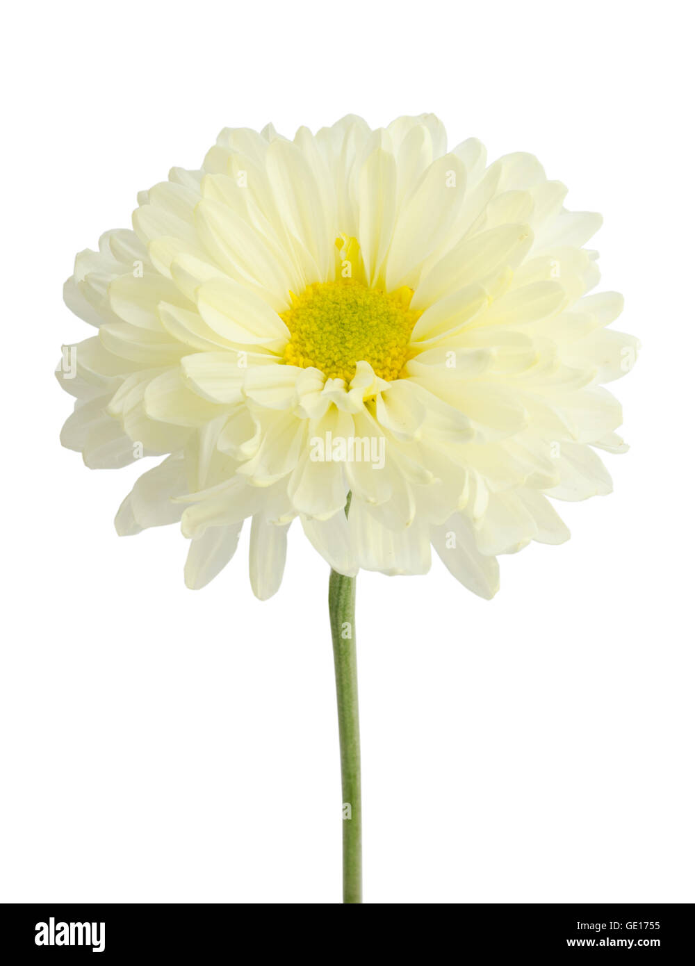White gerbera flower isolated on white background Stock Photo - Alamy