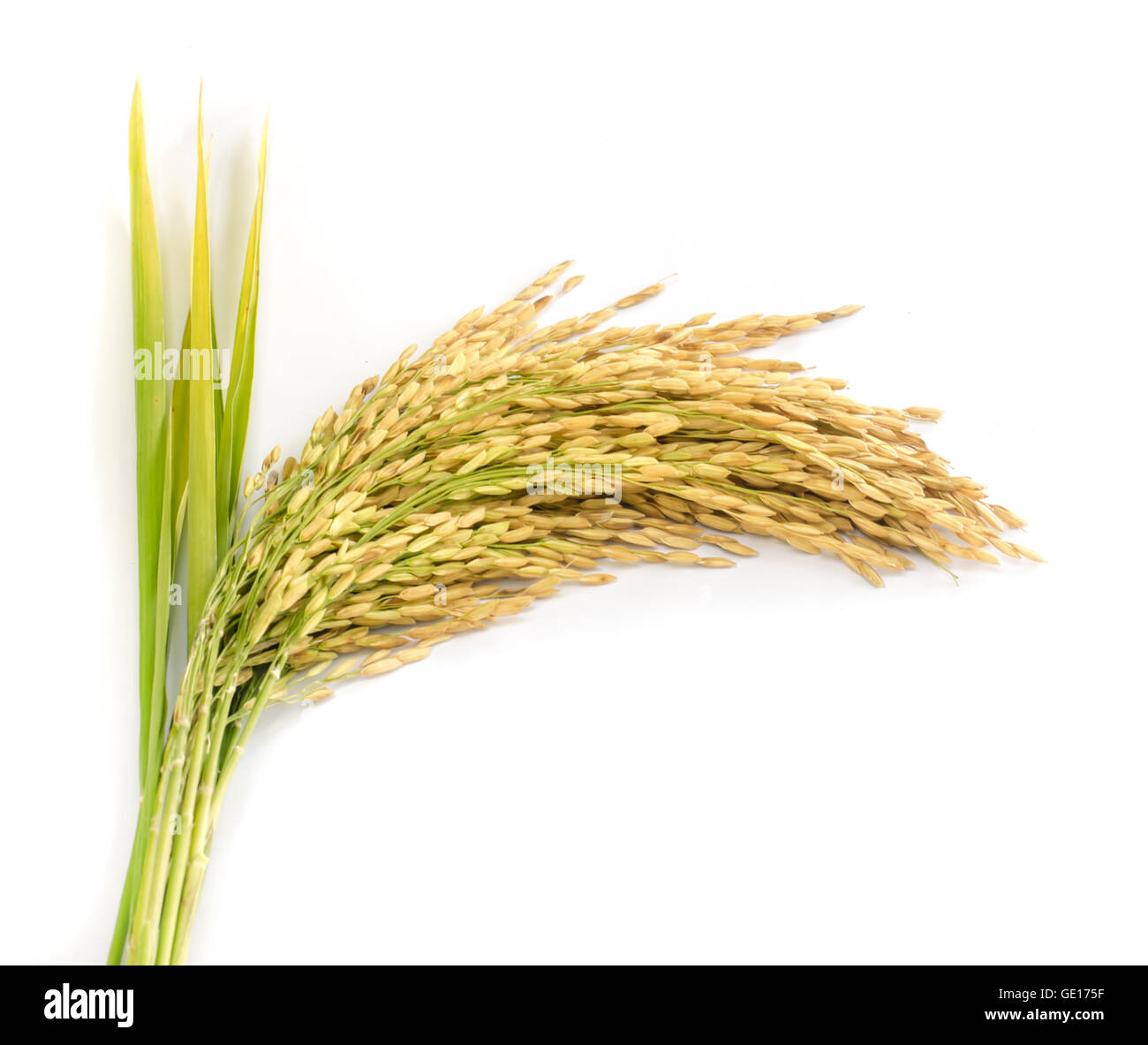 Paddy background hi-res stock photography and images - Alamy