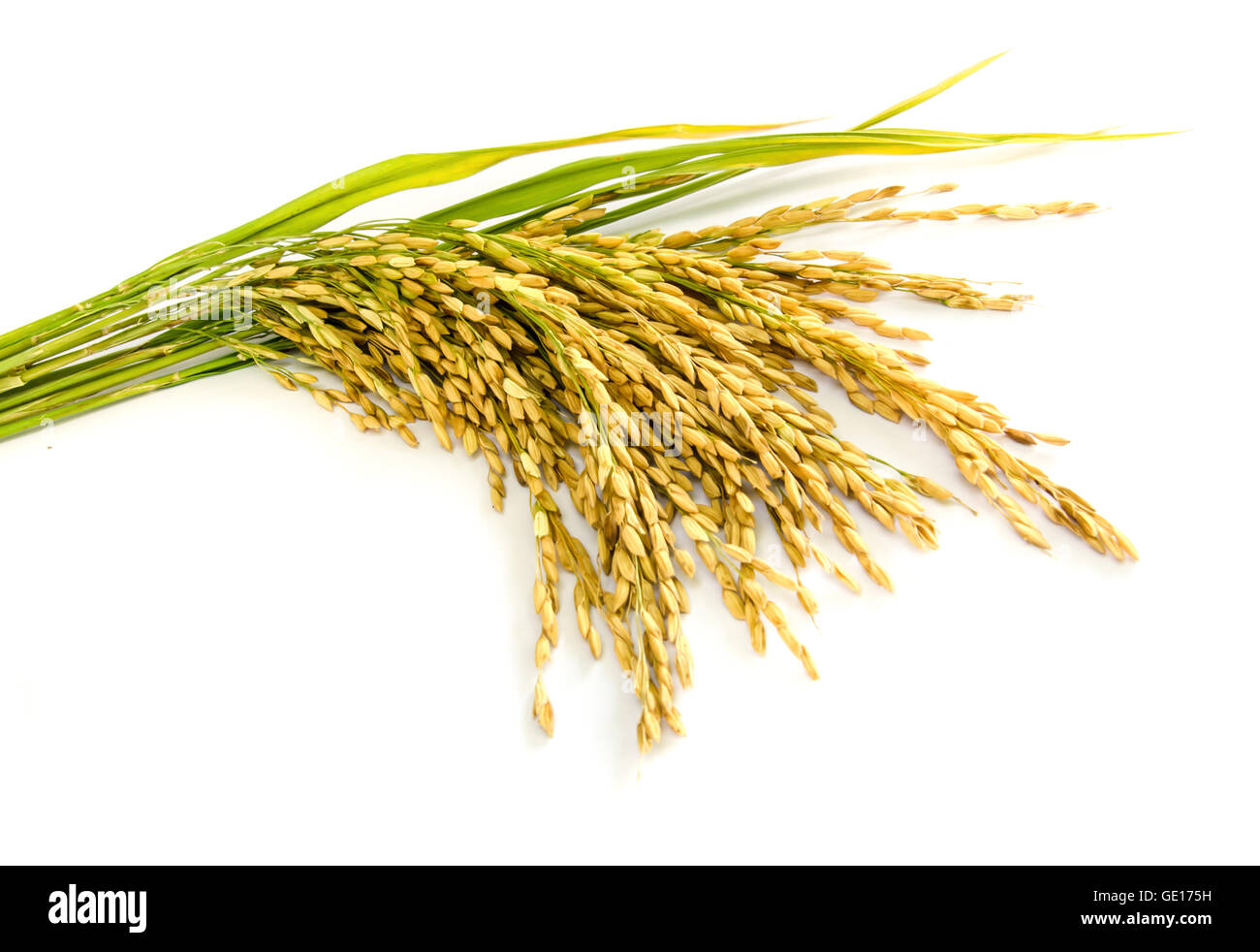 paddy rice seed on a white background Stock Photo - Alamy