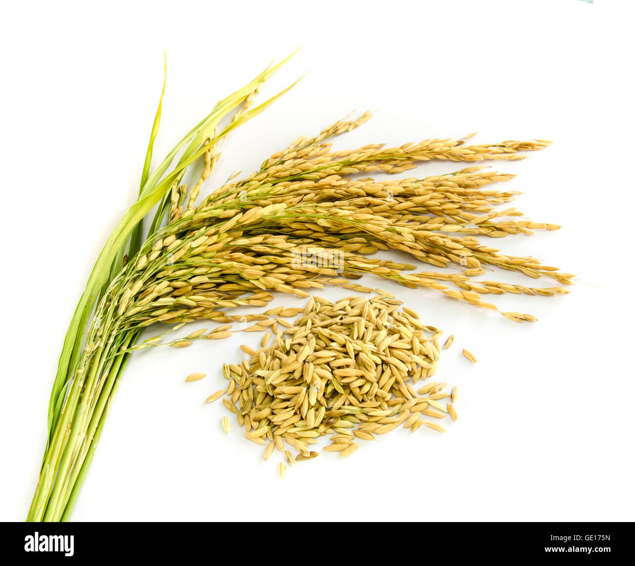 paddy rice seed on a white background Stock Photo - Alamy