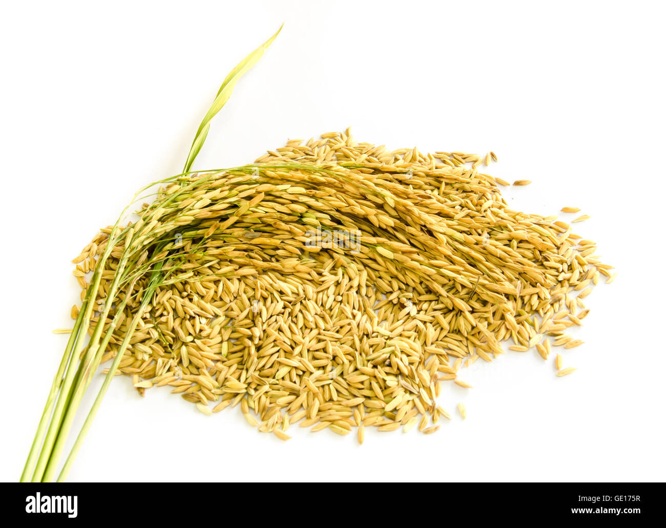 paddy rice seed on a white background Stock Photo - Alamy