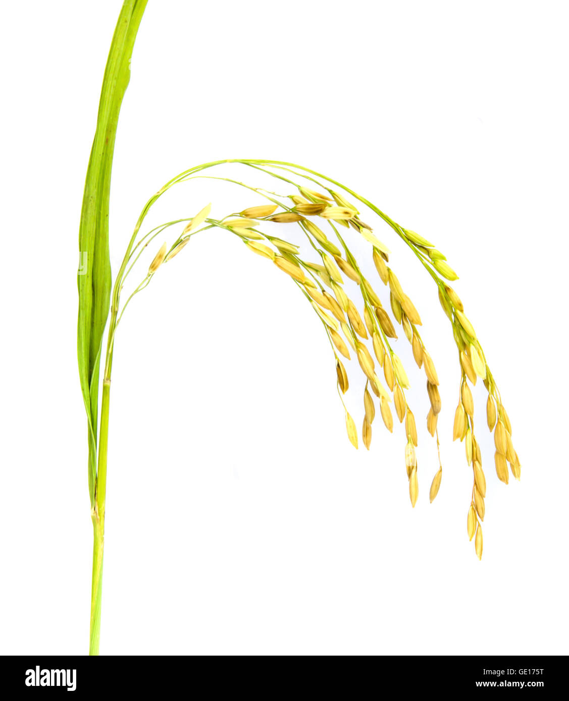 paddy rice seed on a white background Stock Photo - Alamy