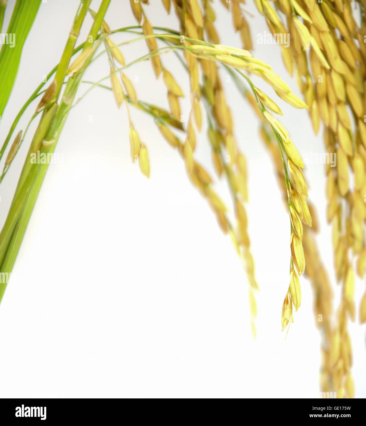 paddy rice seed on a white background Stock Photo - Alamy