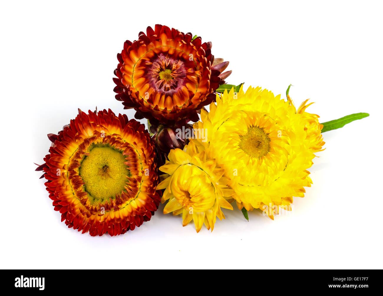 straw flower or everlasting isolated on white background Stock Photo ...