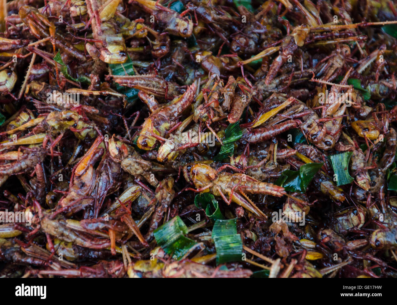Fried caterpillars hi-res stock photography and images - Alamy