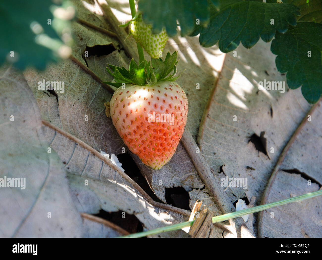 Strawberry on Strawberry Tree In The Garden Stock Photo - Alamy