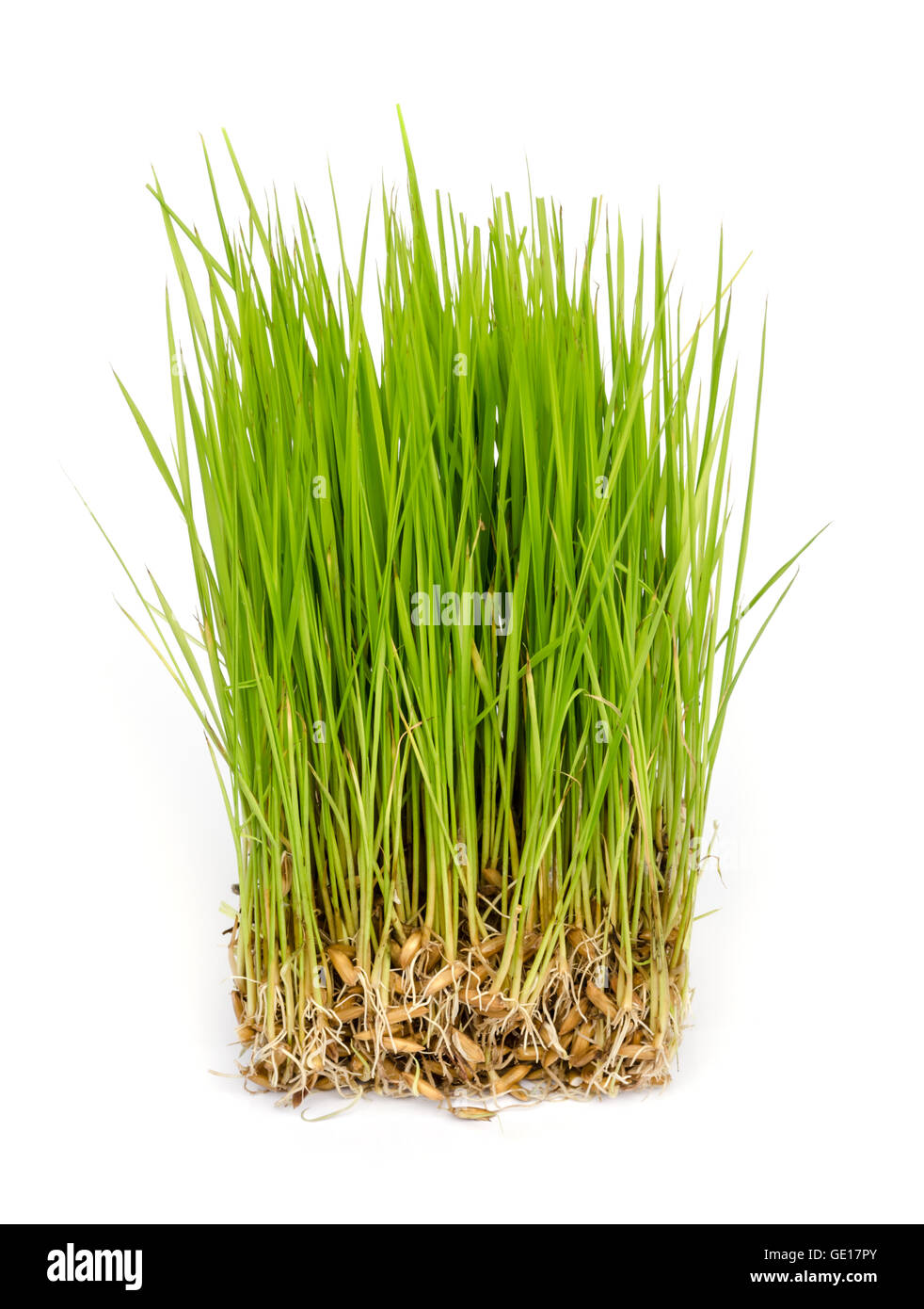 close up of rice sprouts growing from seeds Stock Photo - Alamy