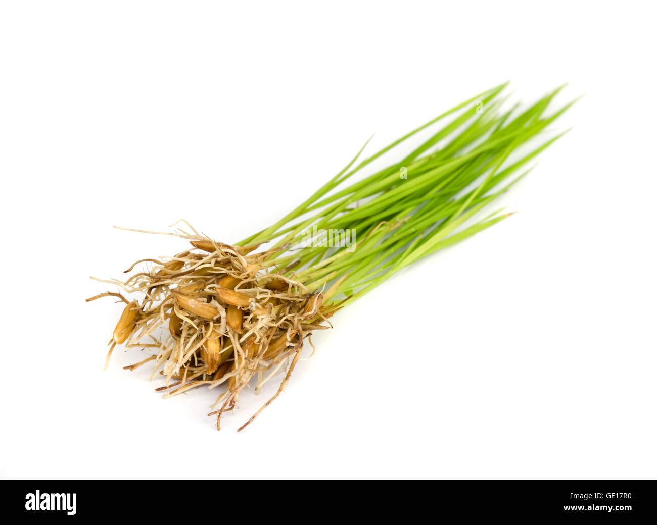 close up of rice sprouts growing from seeds Stock Photo - Alamy