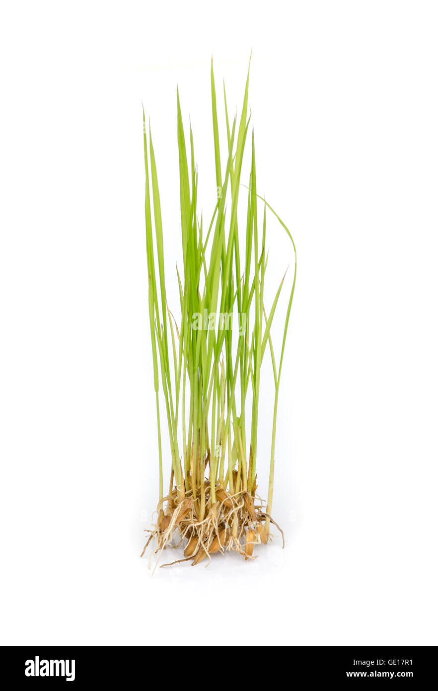 close up of rice sprouts growing from seeds Stock Photo - Alamy