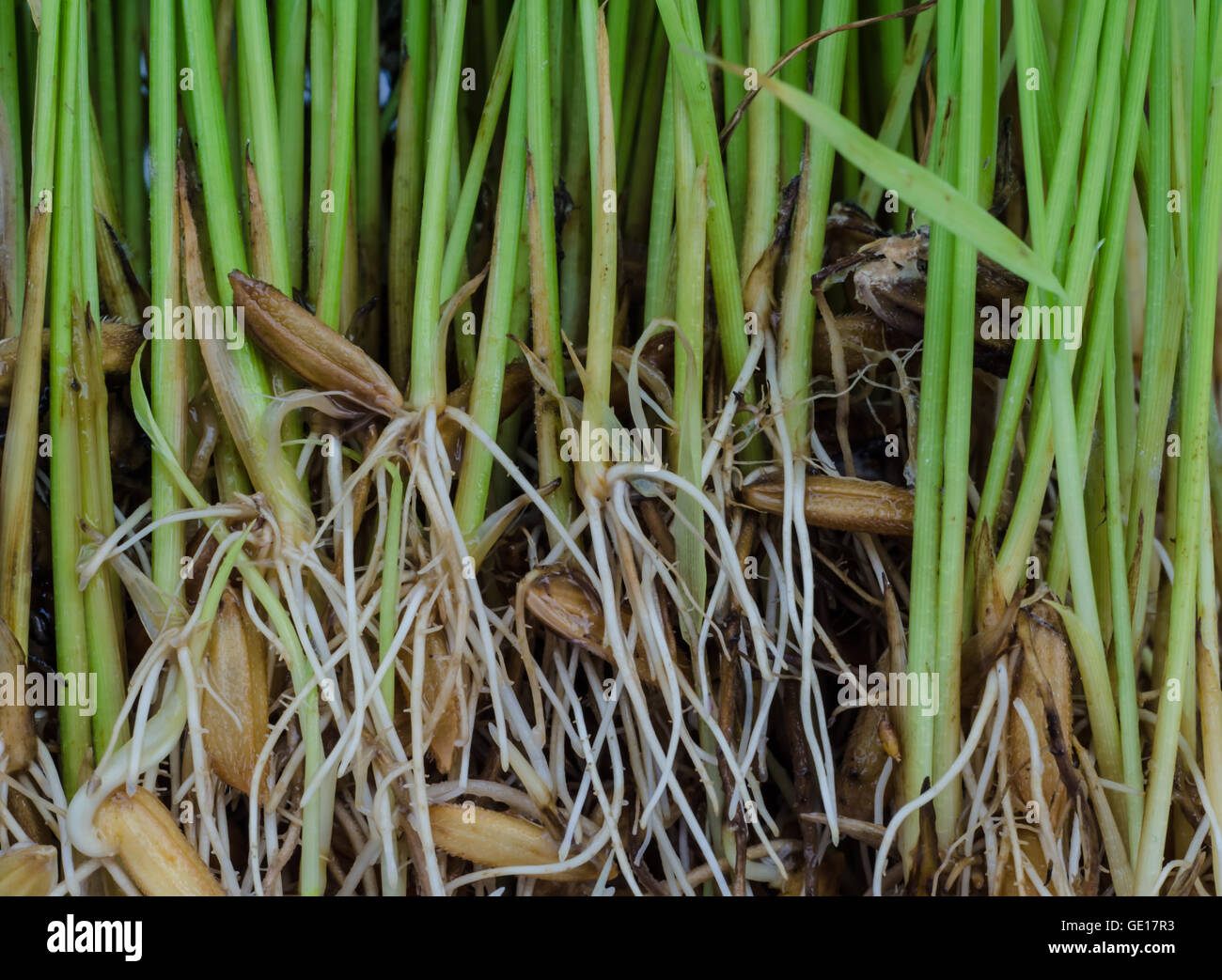 close up of rice sprouts growing from seeds Stock Photo - Alamy