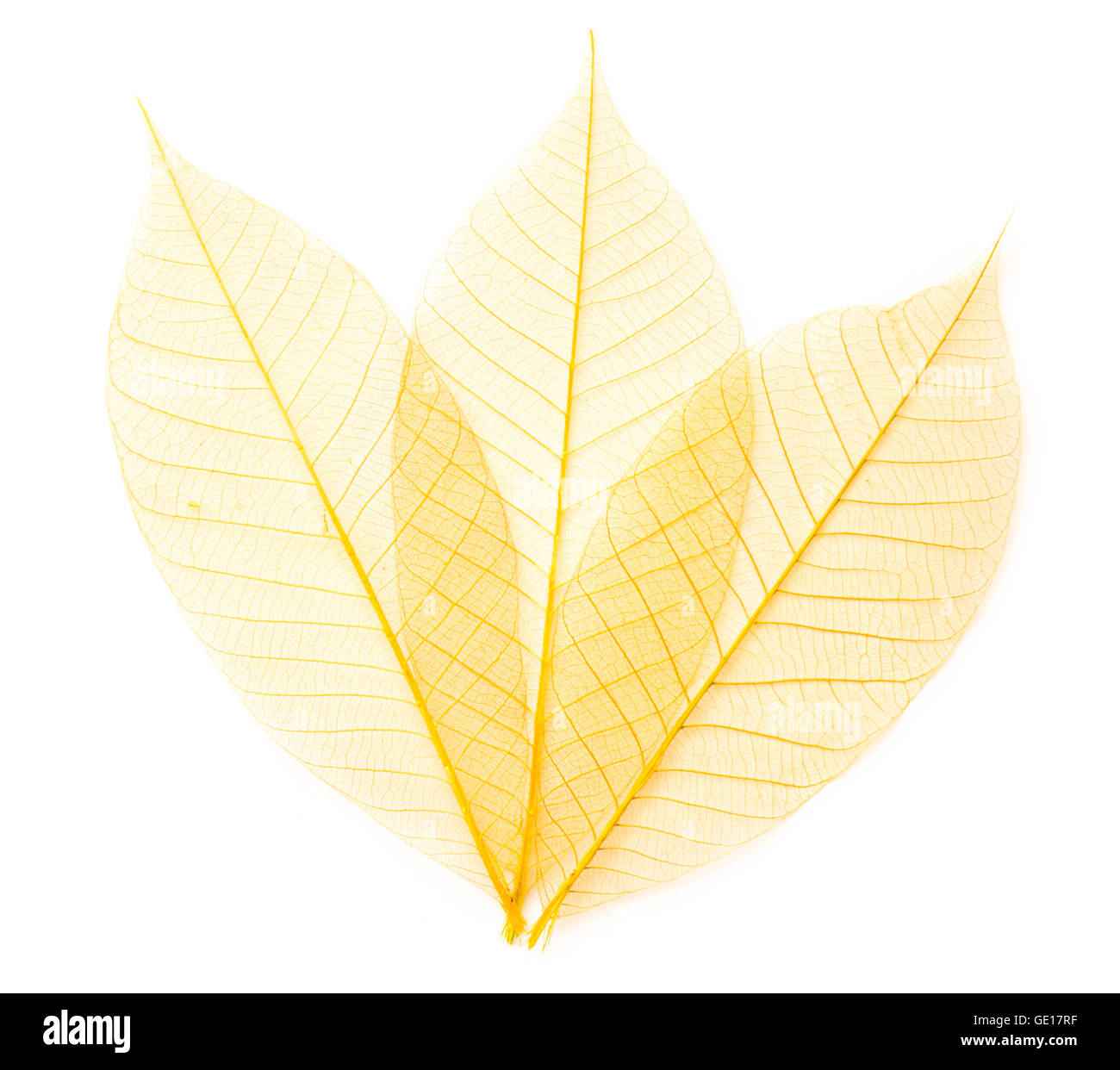 dried color leaf transparent isolated on white Stock Photo - Alamy