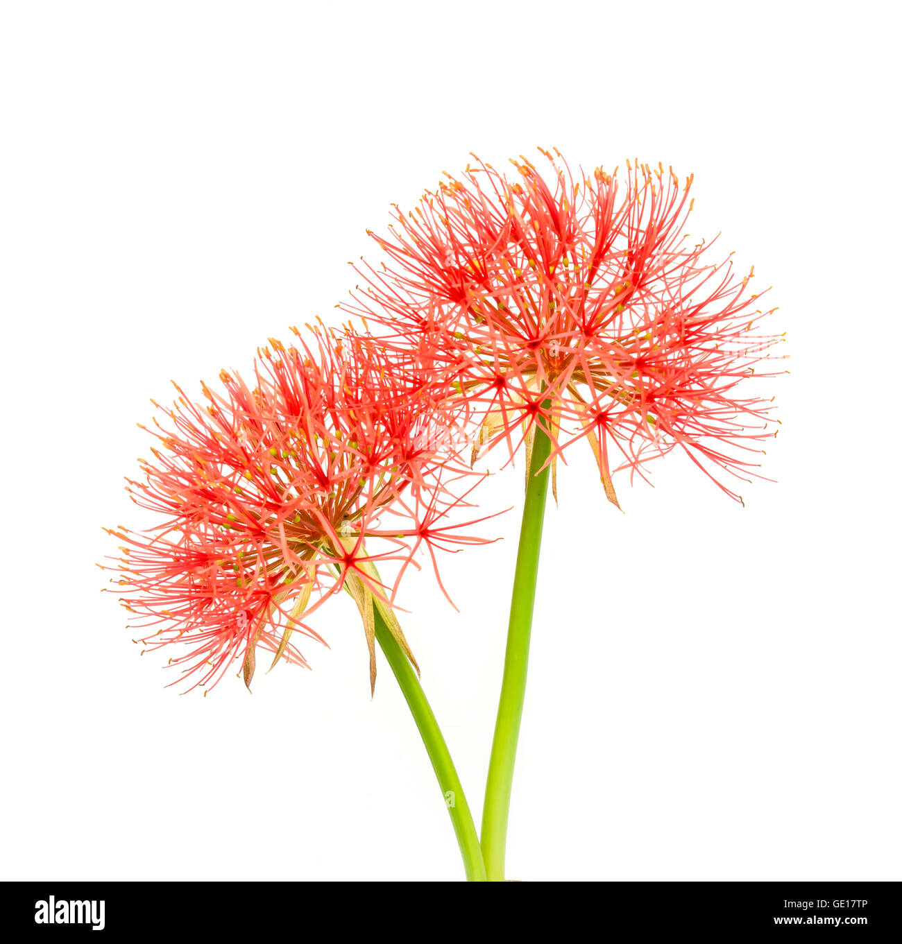 Powder puff lily or Blood flower isolated on white background Stock ...