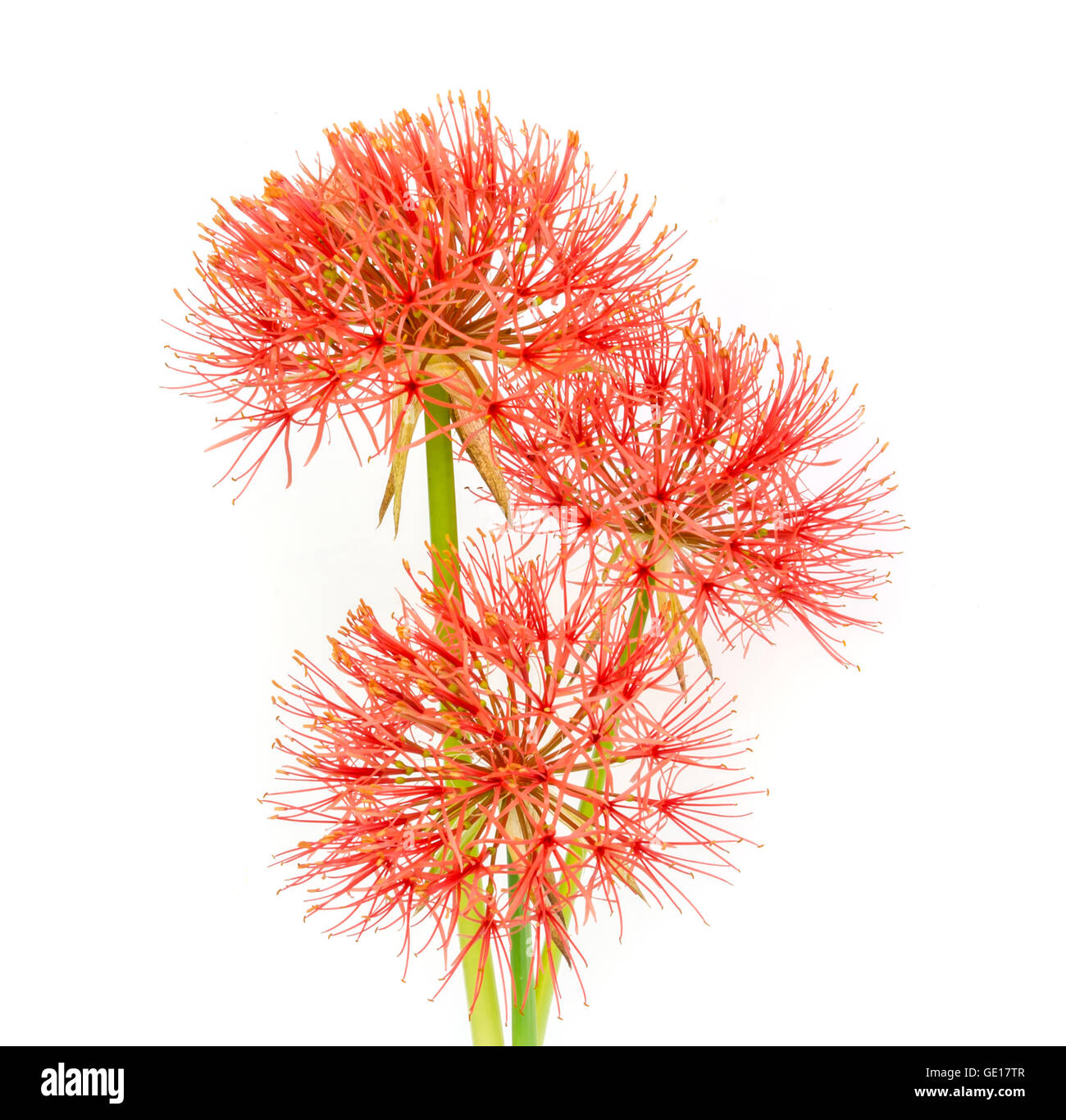 Powder puff lily hi-res stock photography and images - Alamy