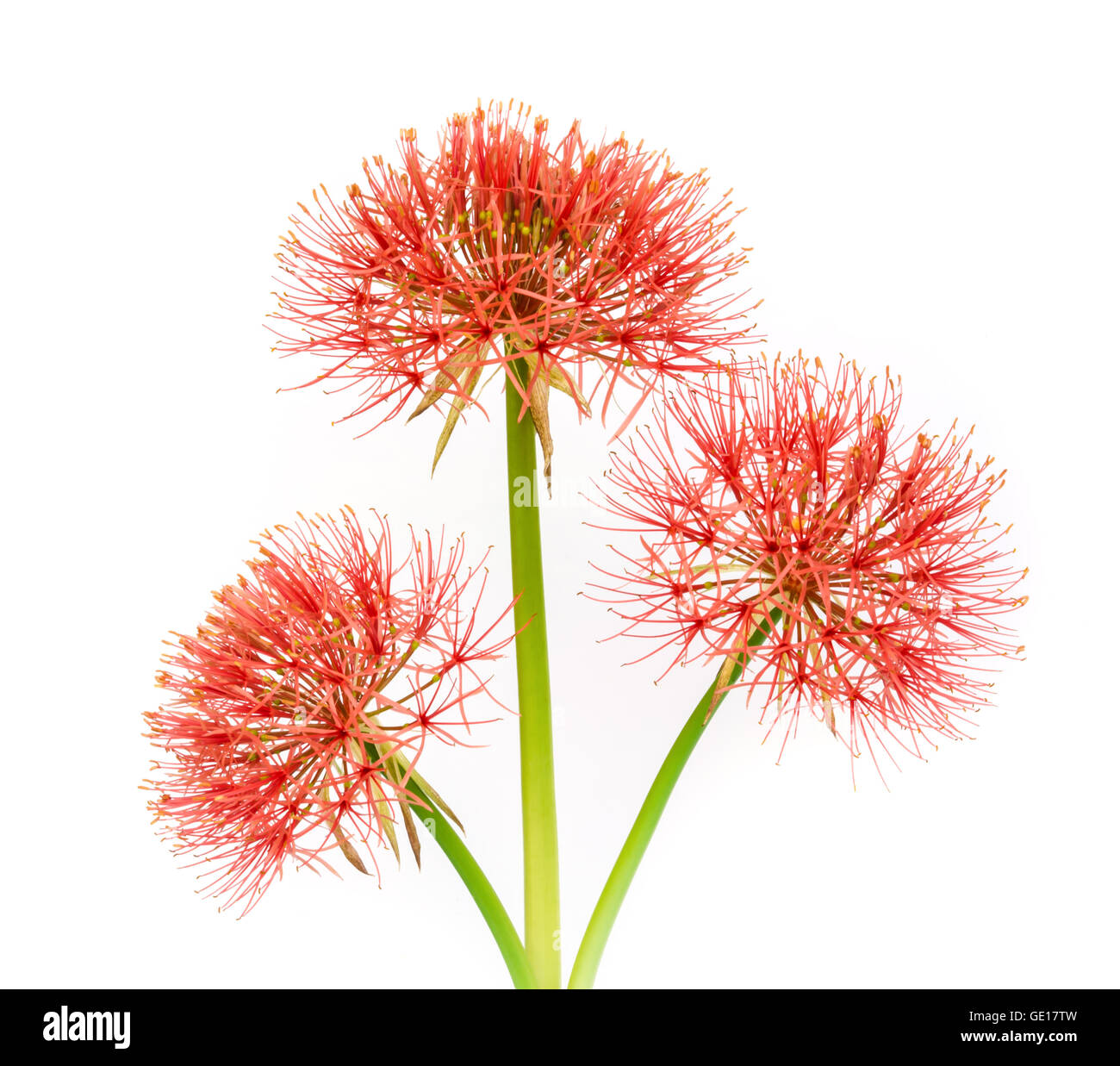 Powder puff lily hi-res stock photography and images - Alamy
