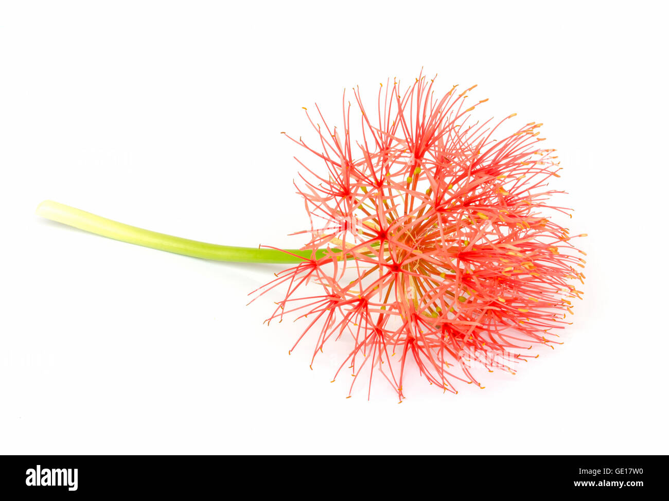 Powder puff lily or Blood flower isolated on white background Stock ...