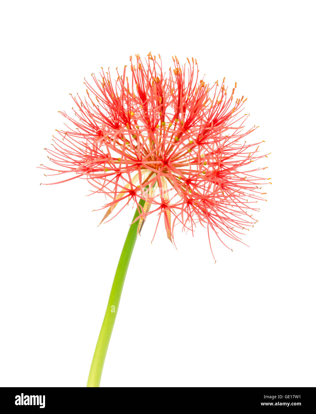 Powder puff lily or Blood flower isolated on white background Stock ...
